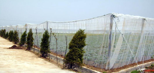 Hdpe Insect Proof Net / Greenhouse Plastic Anti Insect Netting