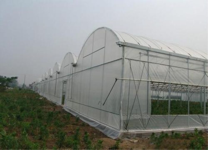 High Tensile Strength Carrot Fly Screen Mesh Insect Protection Netting