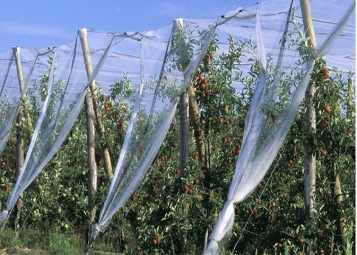 HDPE Single Filament Insect Mesh Netting For Nursery Pots Size Customized